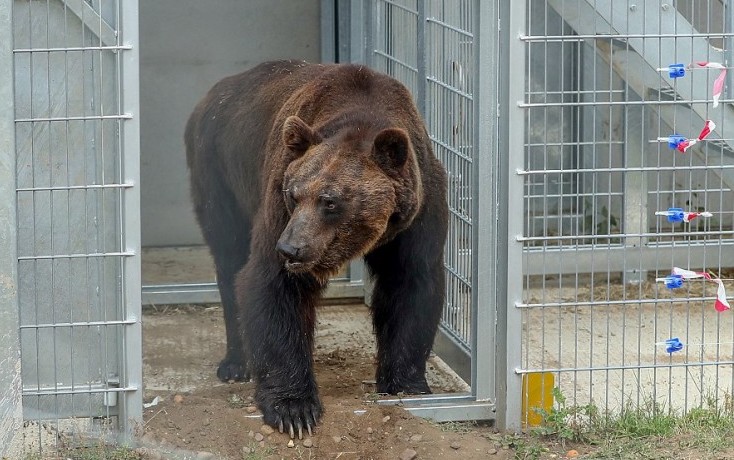 L'orso è rimasto in gabbia per 17 anni e oggi, per la prima volta, è ...